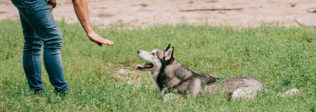 Ultimate Guide to Trail Hiking with Dogs: Pet Expert Advice