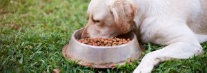 11 Dog Backyard Ideas For Your Furry Friend
