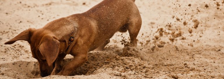 11 Dog Backyard Ideas For Your Furry Friend