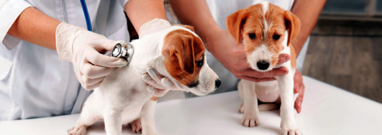 What Does It Mean To Be AAHA Accredited?