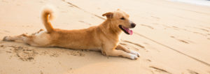 Can Dogs Get Sunburned? | The Dog Sunburn Veterinary Guide
